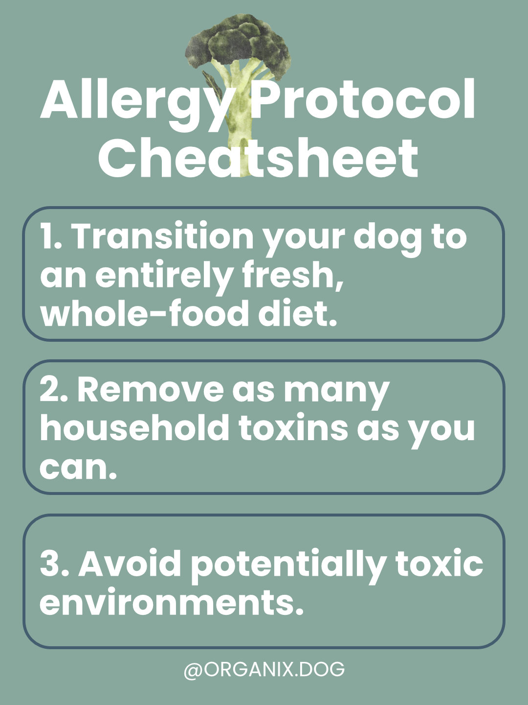 Does Apoquel Actually Work for Dog Allergies? My Allergy Protocol ...